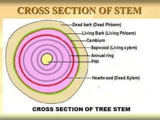 L-2- Functional Tree Morphology W-23.pdf | Woodworking | Arts and Crafts