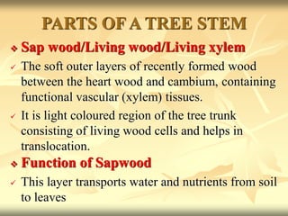 L-2- Functional Tree Morphology W-23.pdf | Woodworking | Arts and Crafts