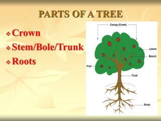 L-2- Functional Tree Morphology W-23.pdf | Woodworking | Arts and Crafts