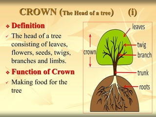 L-2- Functional Tree Morphology W-23.pdf | Woodworking | Arts and Crafts