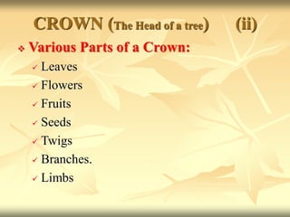 L-2- Functional Tree Morphology W-23.pdf | Woodworking | Arts and Crafts