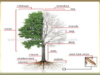 L-2- Functional Tree Morphology W-23.pdf | Woodworking | Arts and Crafts