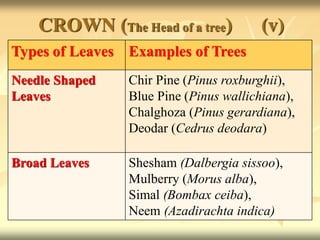 L-2- Functional Tree Morphology W-23.pdf | Woodworking | Arts and Crafts