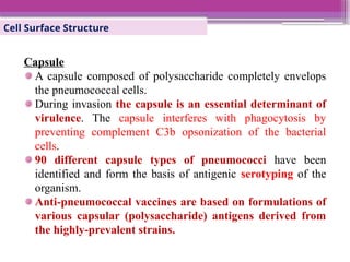 Streptococcus pneumoniae, also known as pneumococcus, is a significant ...