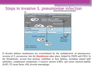 Streptococcus pneumoniae, also known as pneumococcus, is a significant ...