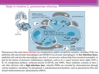Streptococcus pneumoniae, also known as pneumococcus, is a significant ...