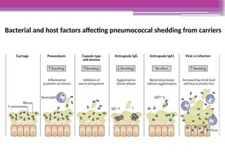 Streptococcus pneumoniae, also known as pneumococcus, is a significant ...