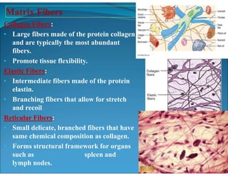 L.6. CONNECTIVE TISSUES.pdf