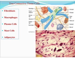 L.6. CONNECTIVE TISSUES.pdf
