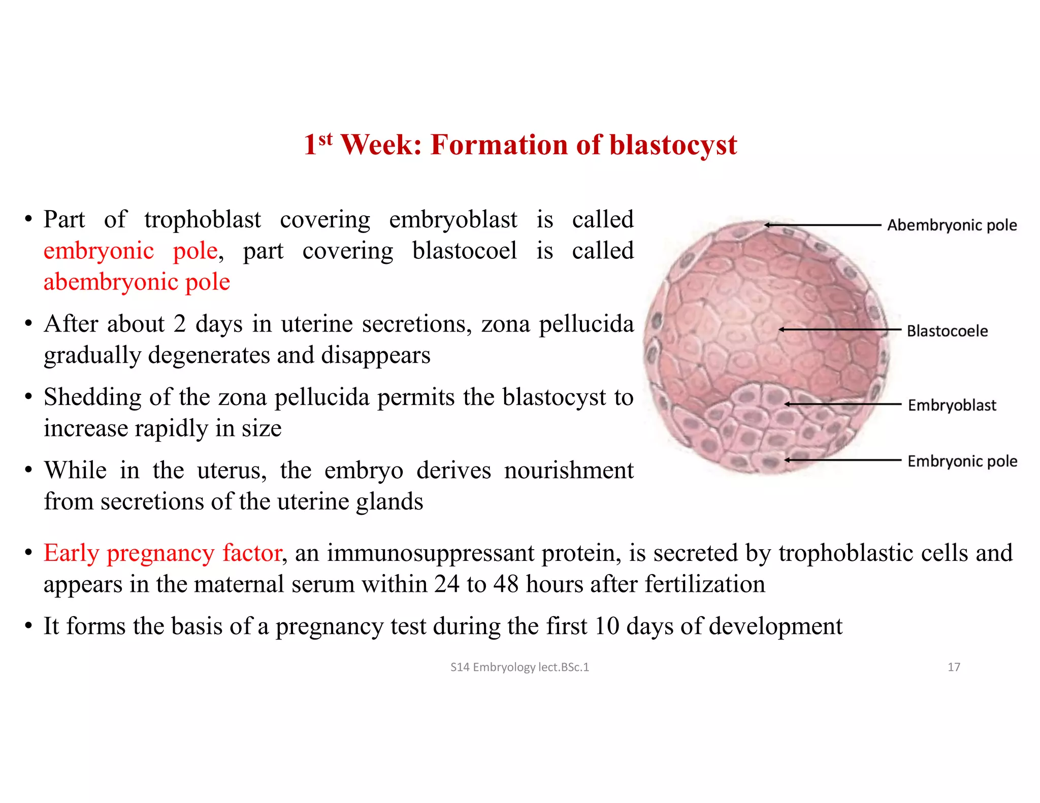 L.12.L13 EMBRYOLOGY 2. FIRST 4 WEEKS.pdf