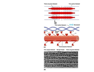 L.7.MUSCULAR TISSUES.pdf