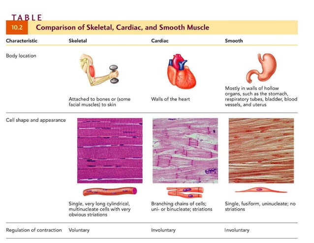 L.7.MUSCULAR TISSUES.pdf