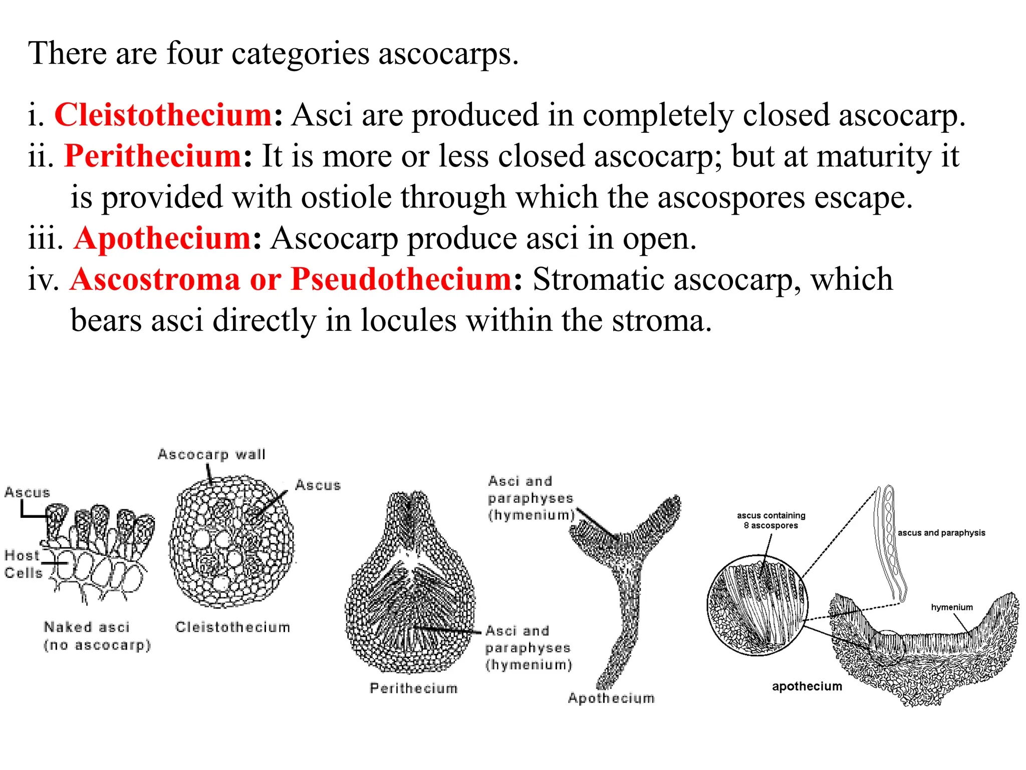 L.20 Powdery mildew complete symptoms of powdery mildew | PPT
