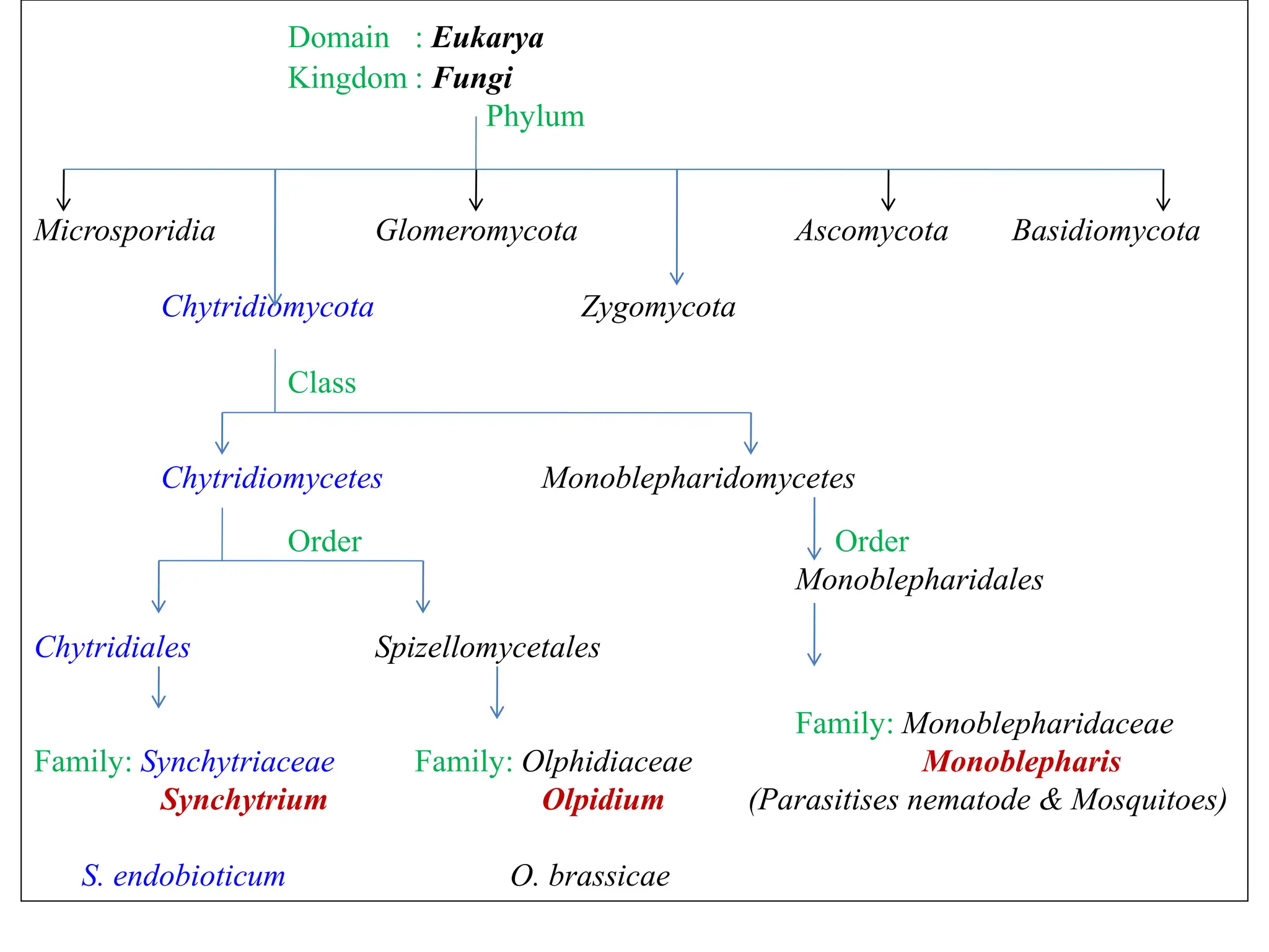 L.20 Powdery mildew complete symptoms of powdery mildew | PPT