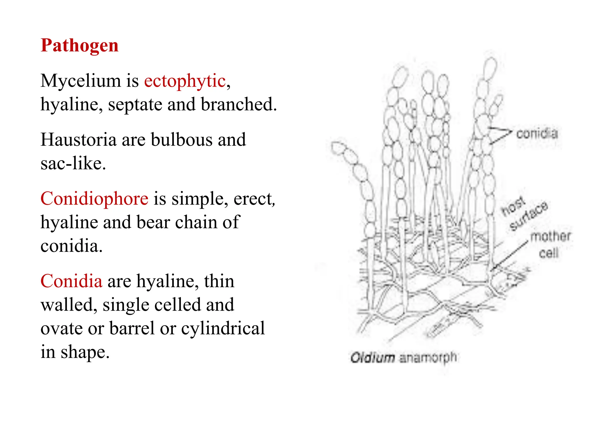 L.20 Powdery mildew complete symptoms of powdery mildew | PPT