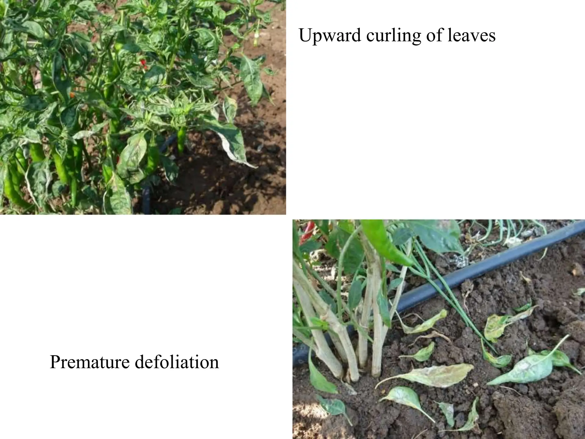 L.20 Powdery mildew complete symptoms of powdery mildew | PPT