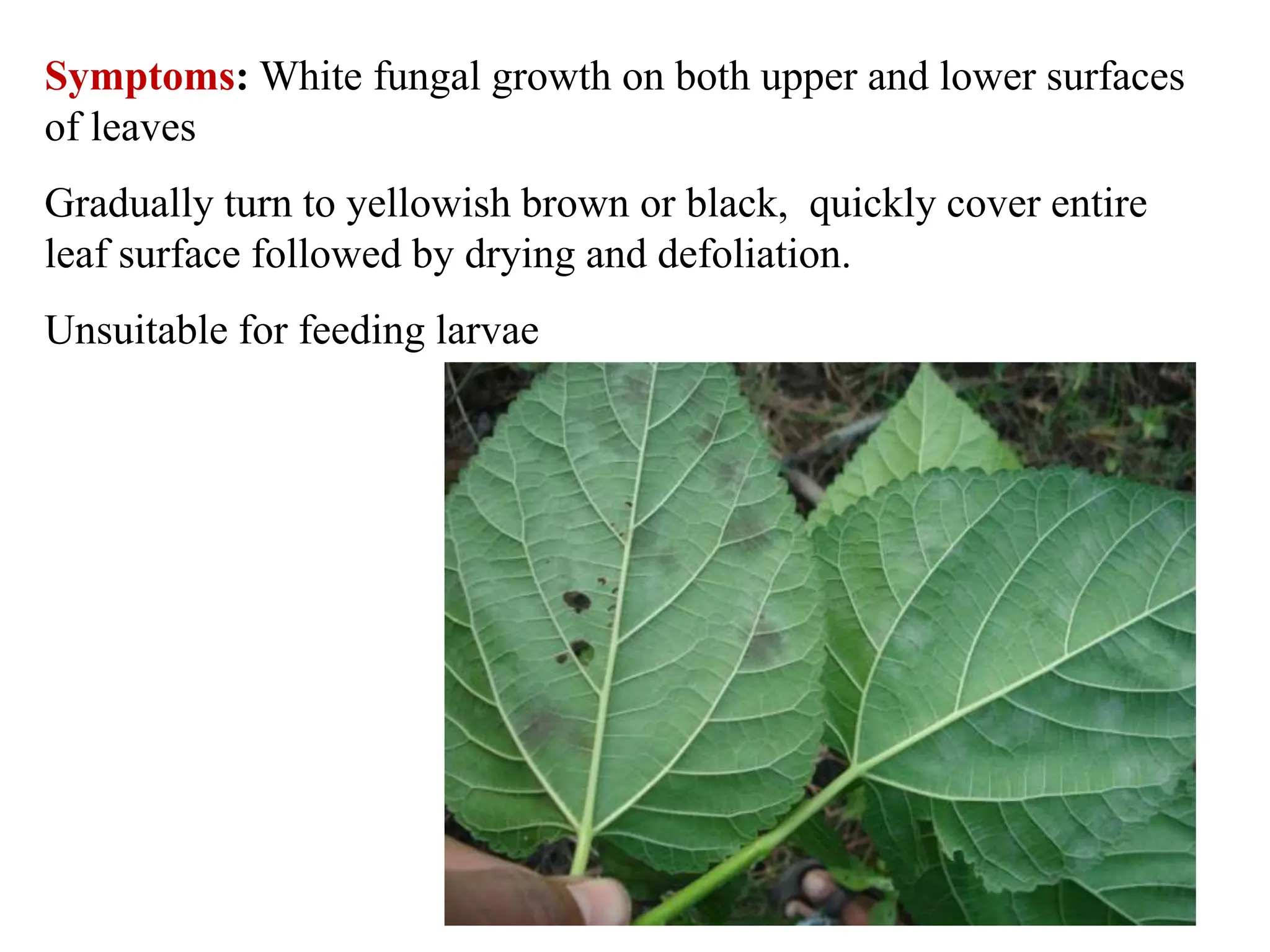 L.20 Powdery mildew complete symptoms of powdery mildew | PPT