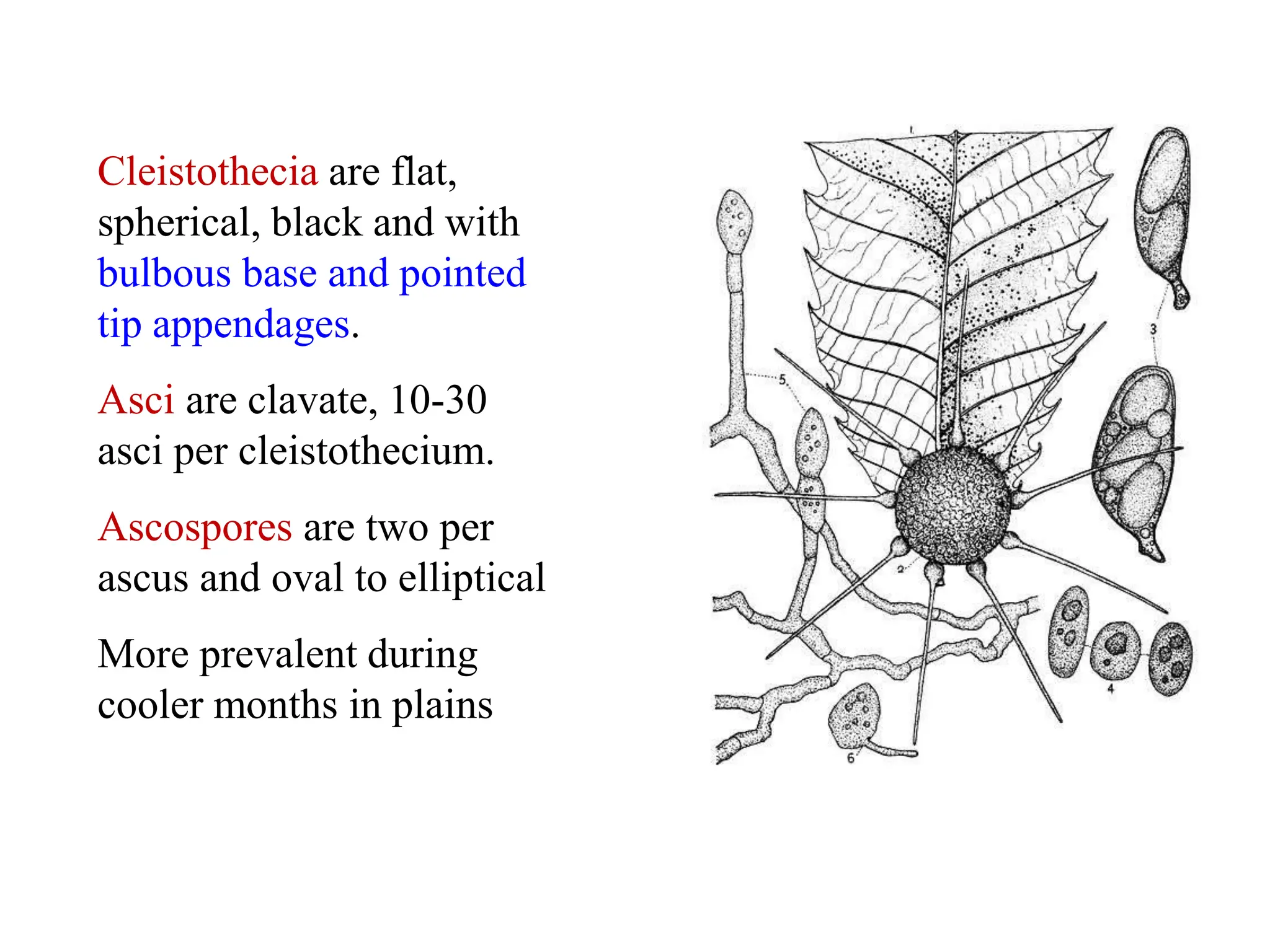 L.20 Powdery mildew complete symptoms of powdery mildew | PPT