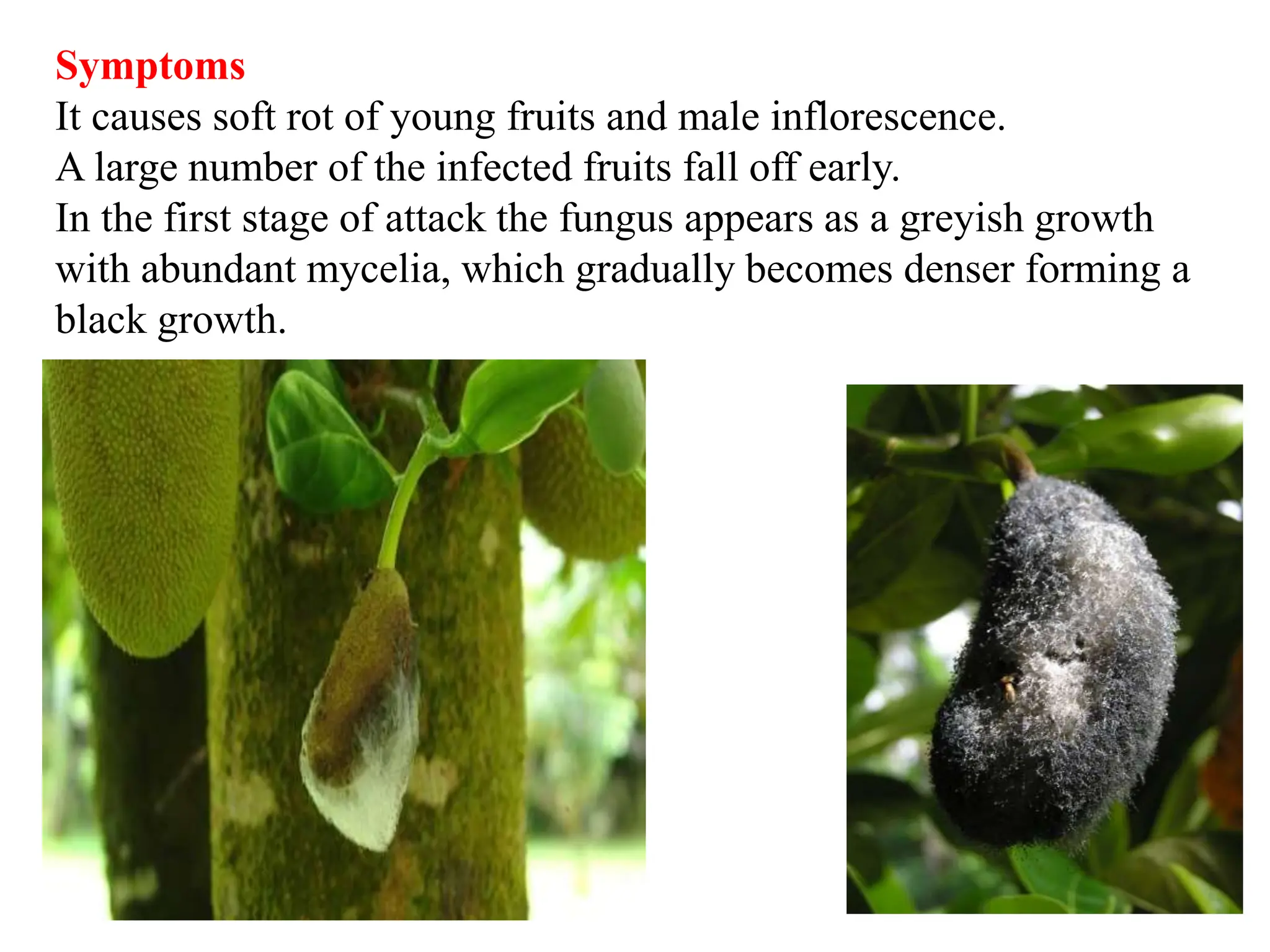 L.20 Powdery mildew complete symptoms of powdery mildew | PPT