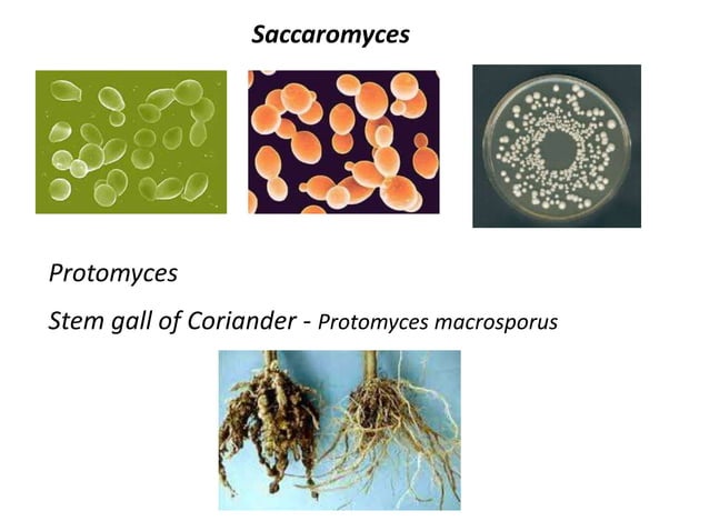 L.20 Powdery mildew complete symptoms of powdery mildew | PPT