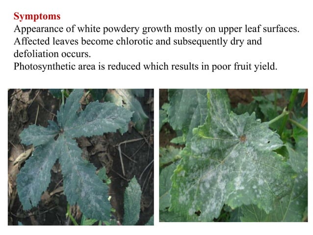 L.20 Powdery mildew complete symptoms of powdery mildew | PPT