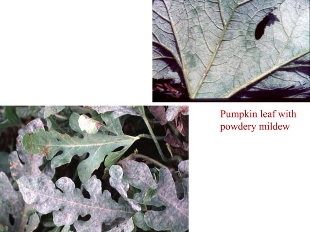 L.20 Powdery mildew complete symptoms of powdery mildew | PPT