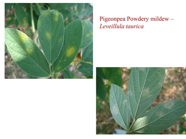 L.20 Powdery mildew complete symptoms of powdery mildew | PPT