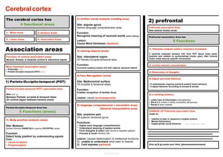 L.17 Cerebral cortex in two pages…………….. | PPT