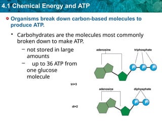 Chapter 4 lesson 1 chemical energy and ATP | PPTX