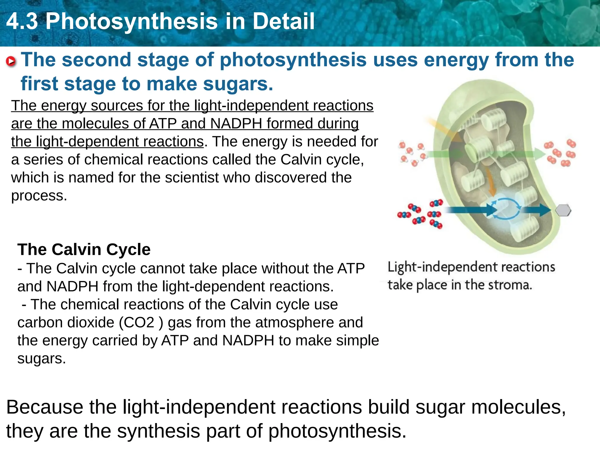 Lesson 4.3. Photosynthesis in Detailpptx | PPTX