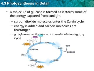 Lesson 4.3. Photosynthesis in Detailpptx | PPTX