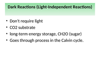 L. 6 Photosynthesis Dark.ppt calvine cycle c4 and CAM plants | PPT