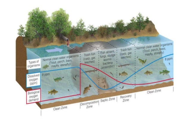 L 29 do sag and self purification of streams