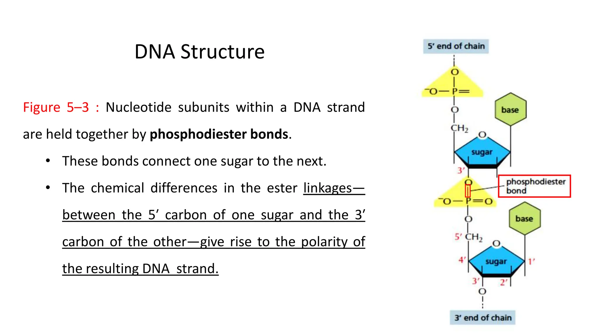 (L-2) DNA and Chromosomes.pdf................. | PDF