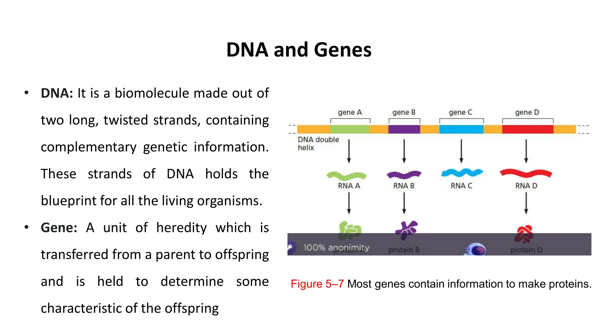 (L-2) DNA and Chromosomes.pdf................. | PDF