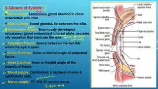 L-2 Eye lid disorder.pdf