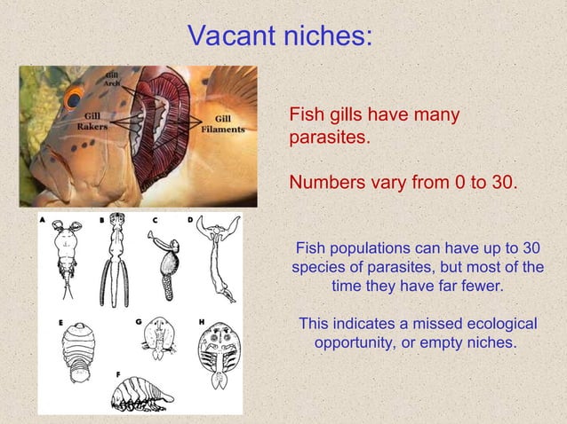 Nich Concept overview and types of niches | PPT