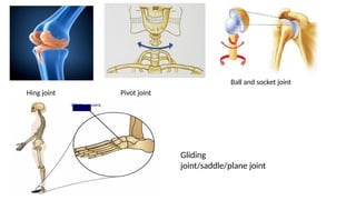L-3 Bones and Joints grade 6 science.pptx