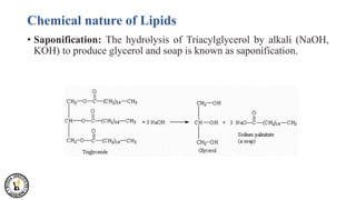L-3 Lipids.pptx