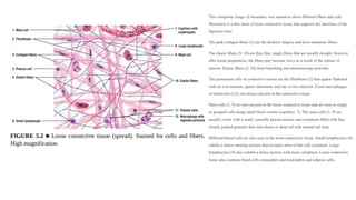 L - 4. General Connective Tissue.pdf