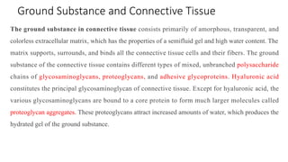 L - 4. General Connective Tissue.pdf