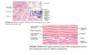 L - 4. General Connective Tissue.pdf