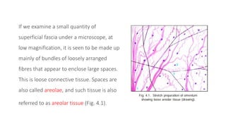 L - 4. General Connective Tissue.pdf
