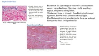L - 4. General Connective Tissue.pdf