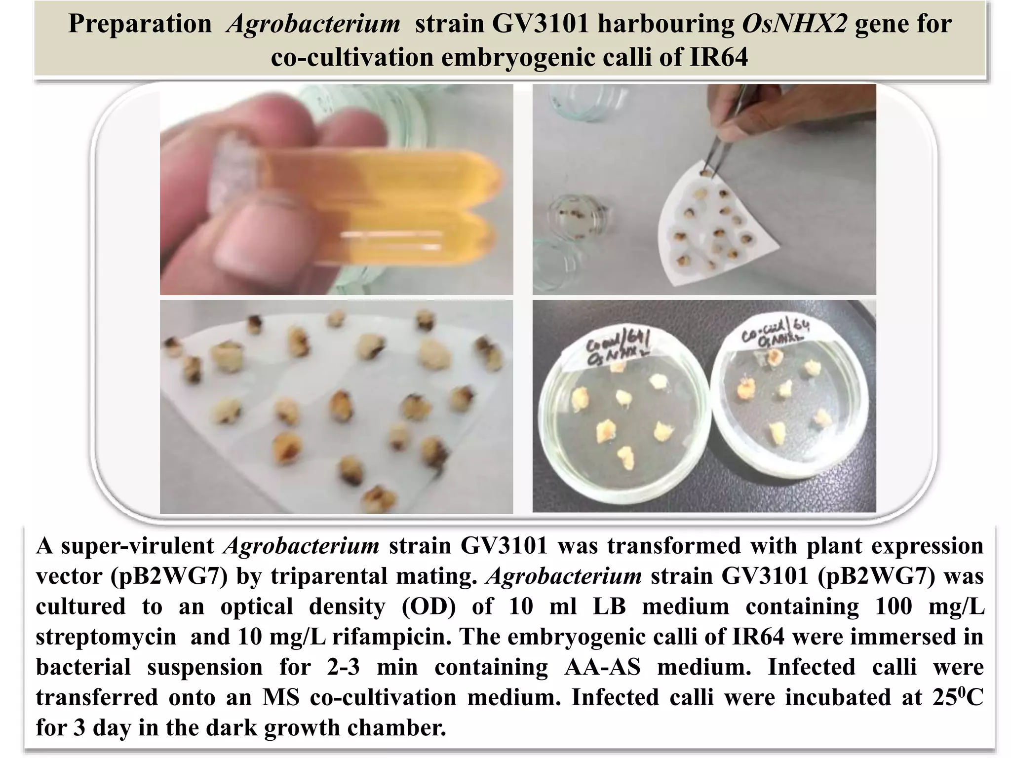 Biotechnological Approaches In Crop Improvement | PPTX