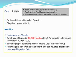 Size, shape and arrangement of bacterial cell | PPTX
