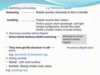 Size, shape and arrangement of bacterial cell | PPTX