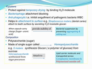 Size, shape and arrangement of bacterial cell | PPTX