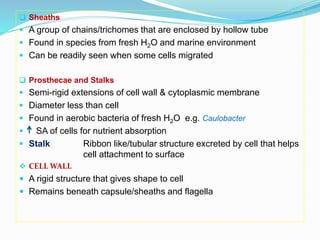 Size, shape and arrangement of bacterial cell | PPTX