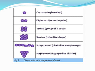 Size, shape and arrangement of bacterial cell | PPTX